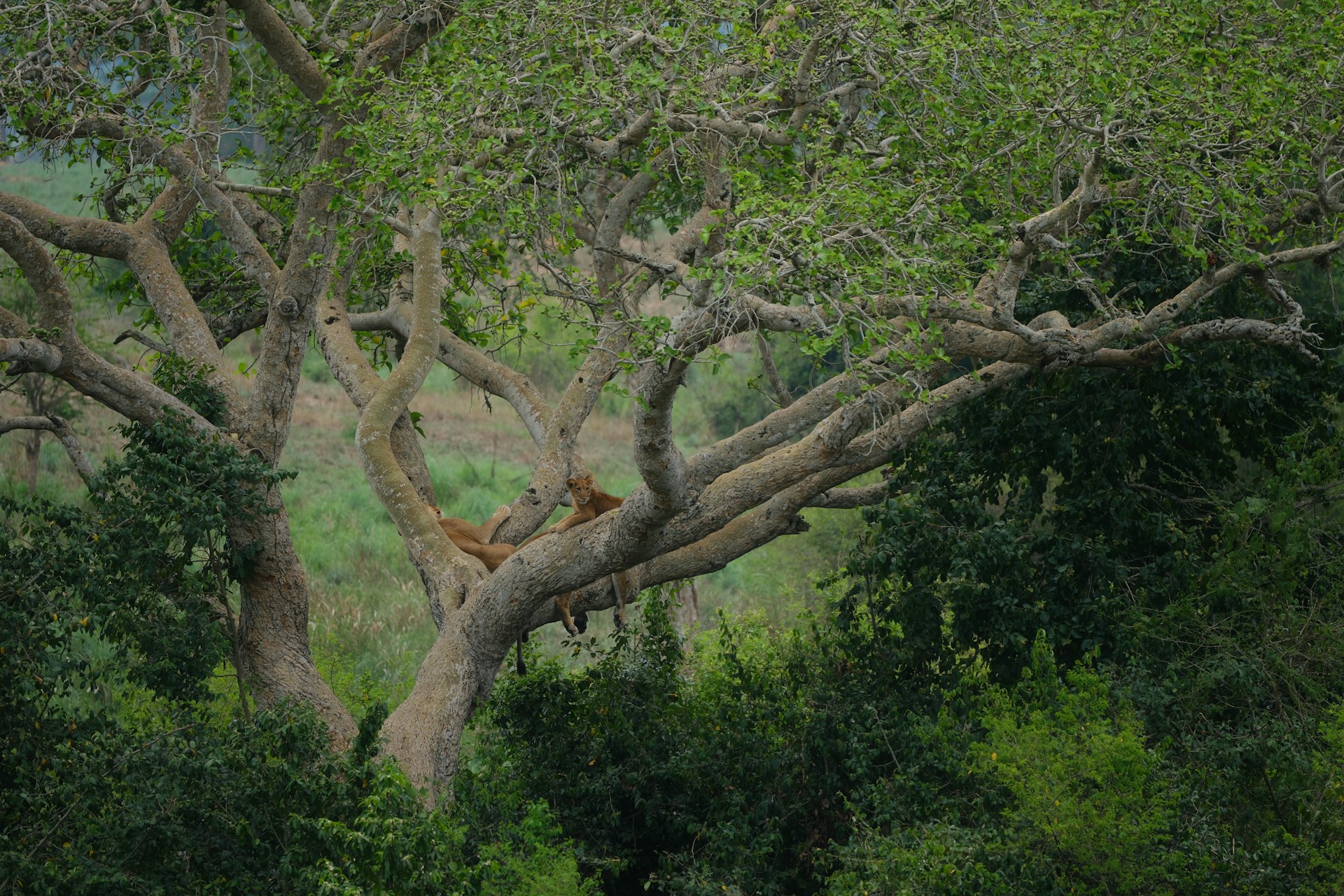9 Days Uganda Luxury Safari to Bwindi & Kibale Forest Parks